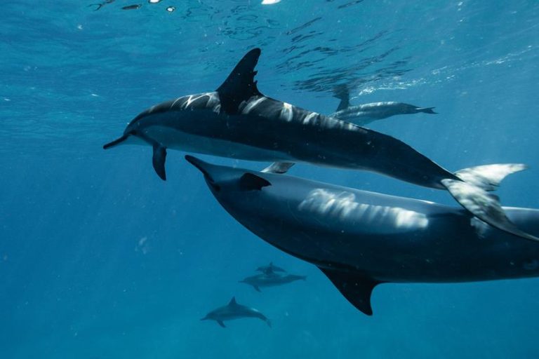 8 Surprising Facts About Dolphins - SD.